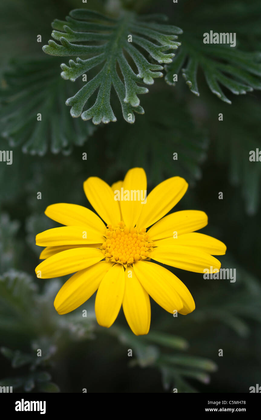 Euryops or Yellow Bush Daisy, Euryops pectinatus, flowering Stock Photo ...