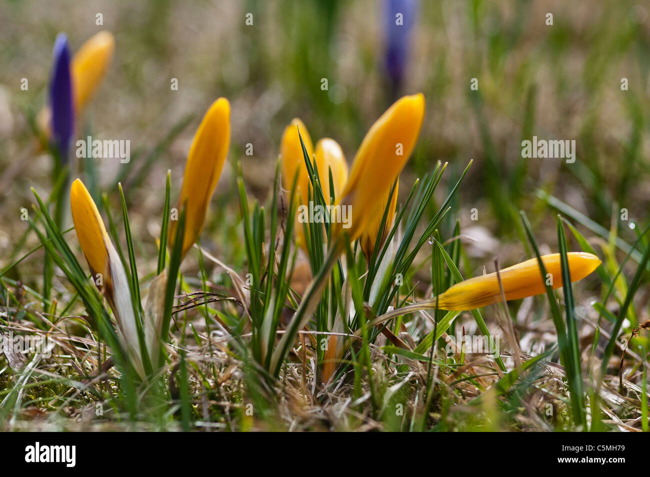 Yellow crocus, Crocus spec., with closed blossoms on a meadow Stock ...