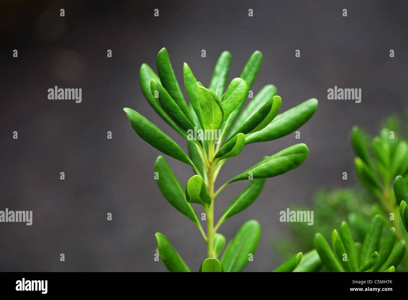 New growth on a plant Stock Photo - Alamy