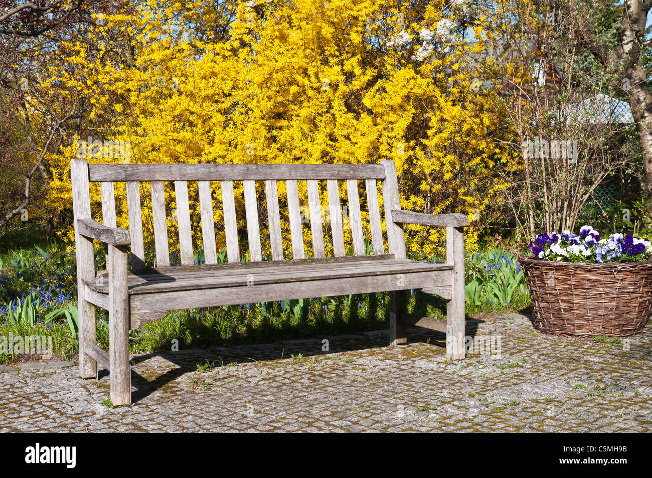 Garden bench in front of a Forsythia in spring Stock Photo - Alamy