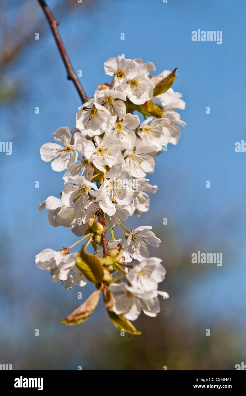 Single branch with flowers of sour cherry tree, Cherry flowers, Prunus ...