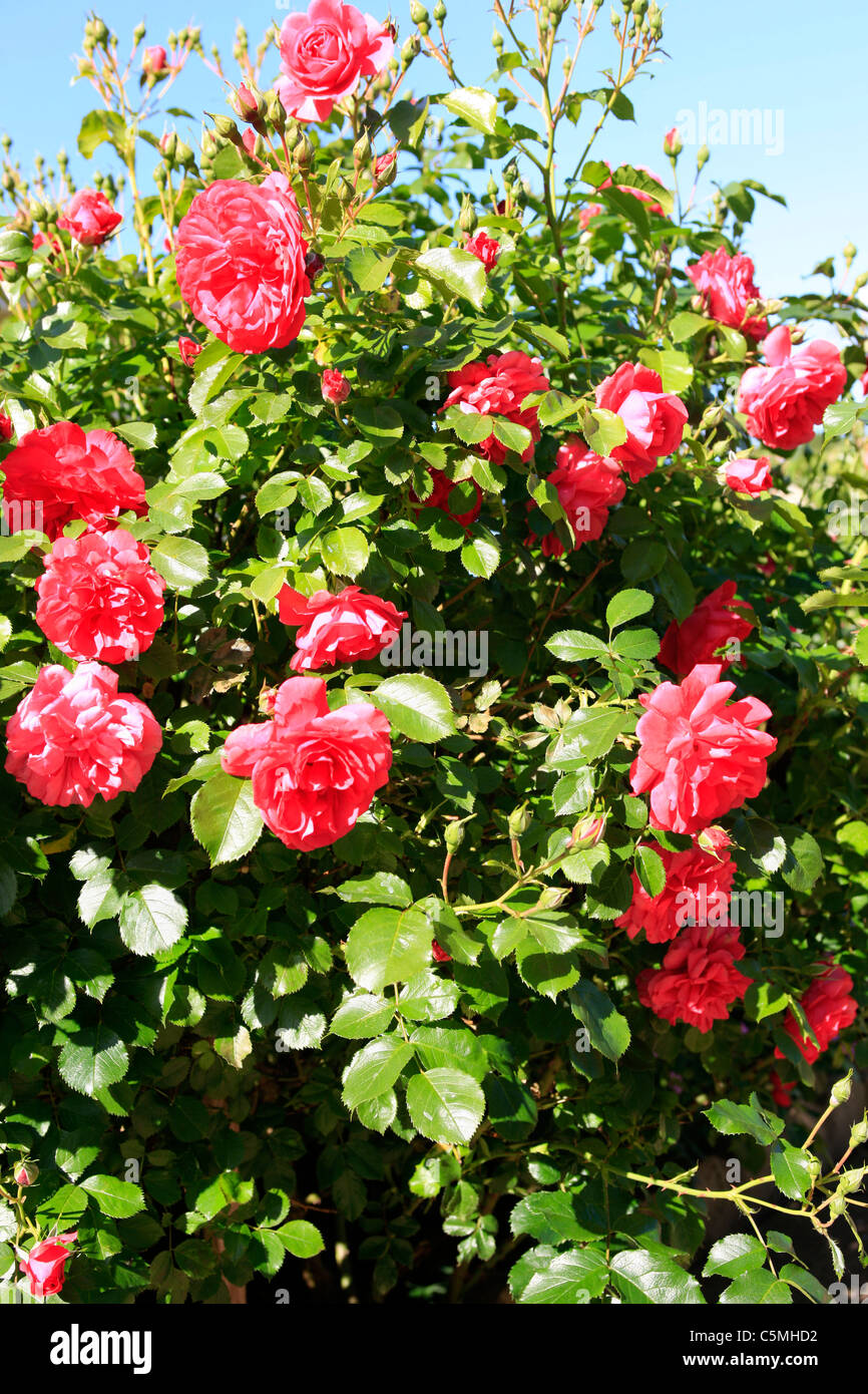 Red Rose flowers on a tree in full bloom Stock Photo - Alamy