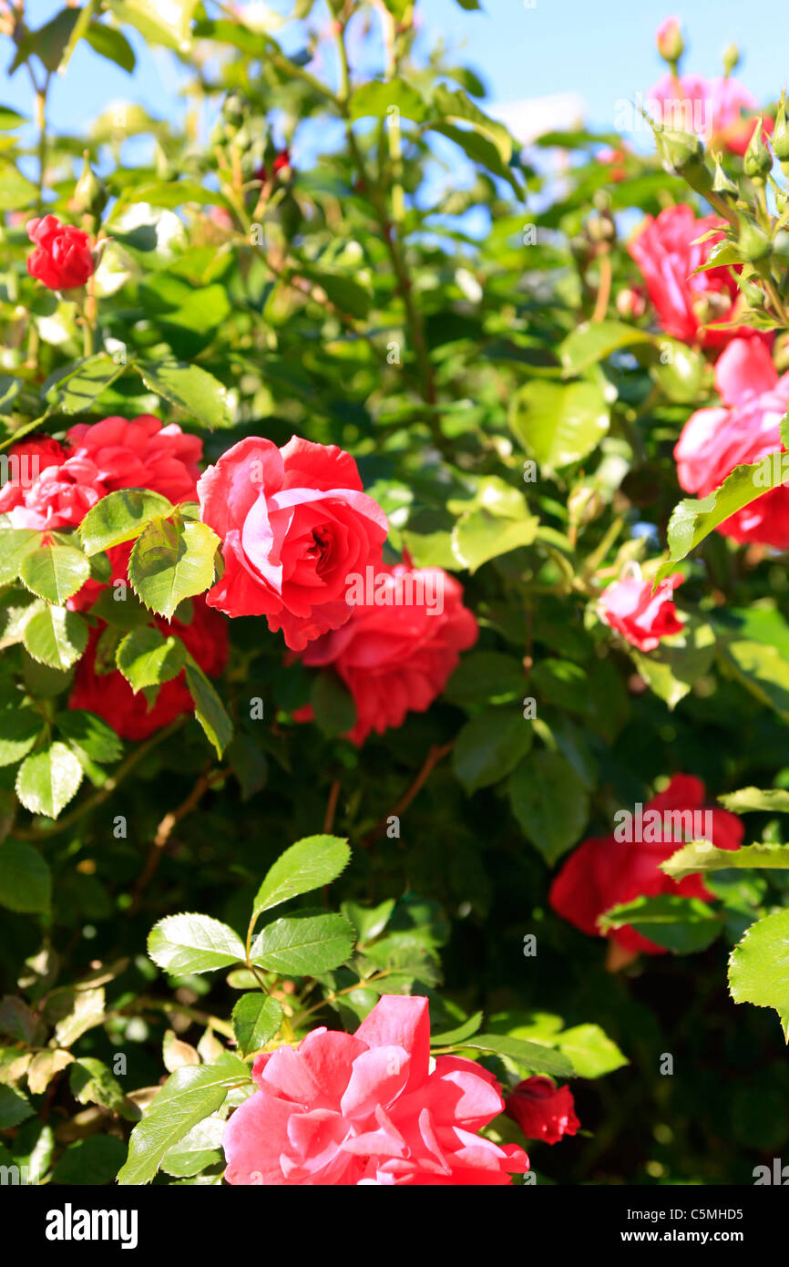 Red Rose flowers on a tree in full bloom Stock Photo - Alamy