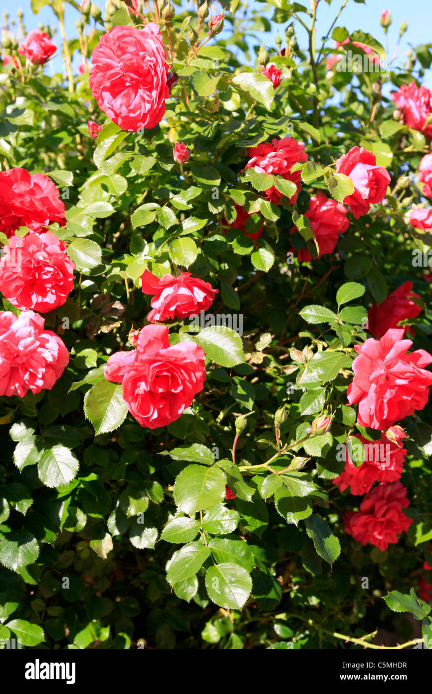 Red Rose flowers on a tree in full bloom Stock Photo - Alamy