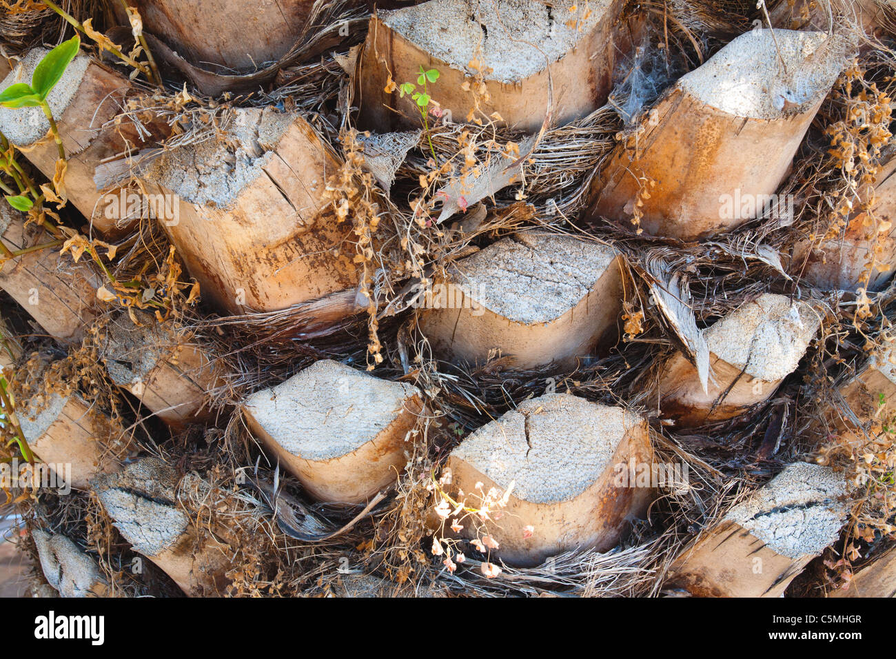 Texture of a palm tree, just a part of it Stock Photo - Alamy