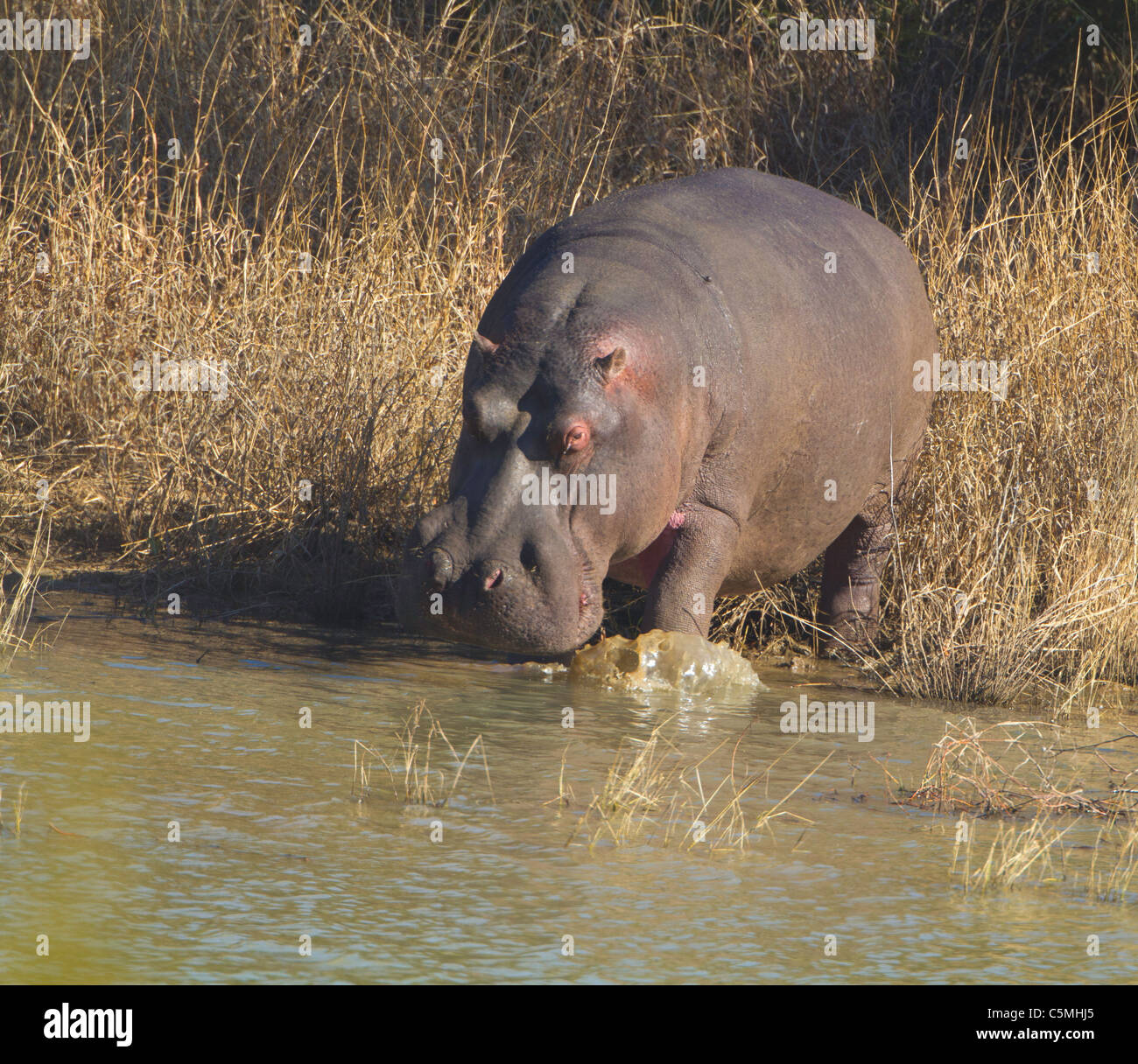 hippo wading into dam Stock Photo - Alamy