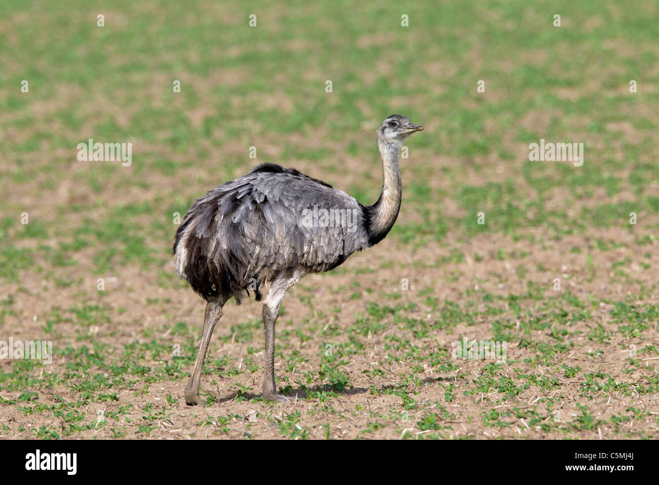 Greater Rhea (Rhea americana). Free-ranging male standing on a rape ...