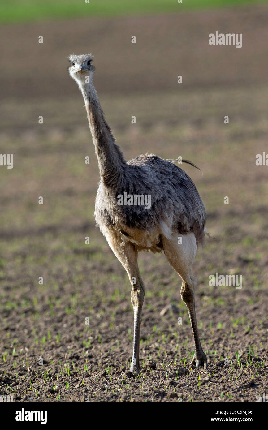 Greater Rhea (Rhea americana). Free-ranging female standing on a rape ...