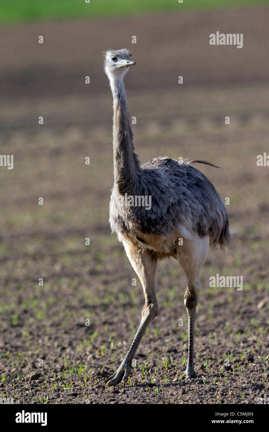 Greater Rhea (Rhea americana). Free-ranging female standing on a rape ...