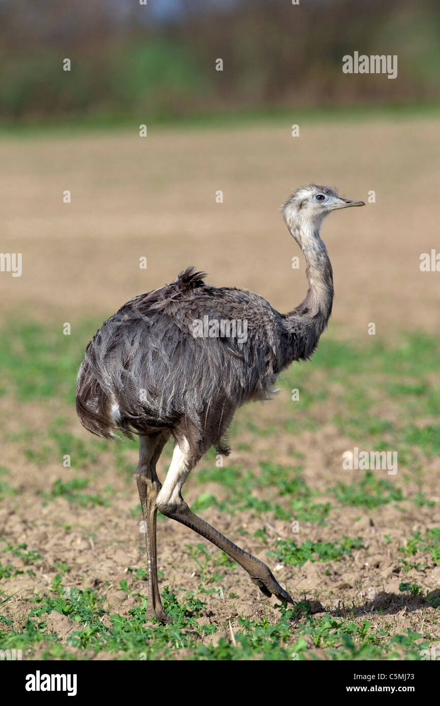 Greater Rhea (Rhea americana). Free-ranging female standing on a rape ...