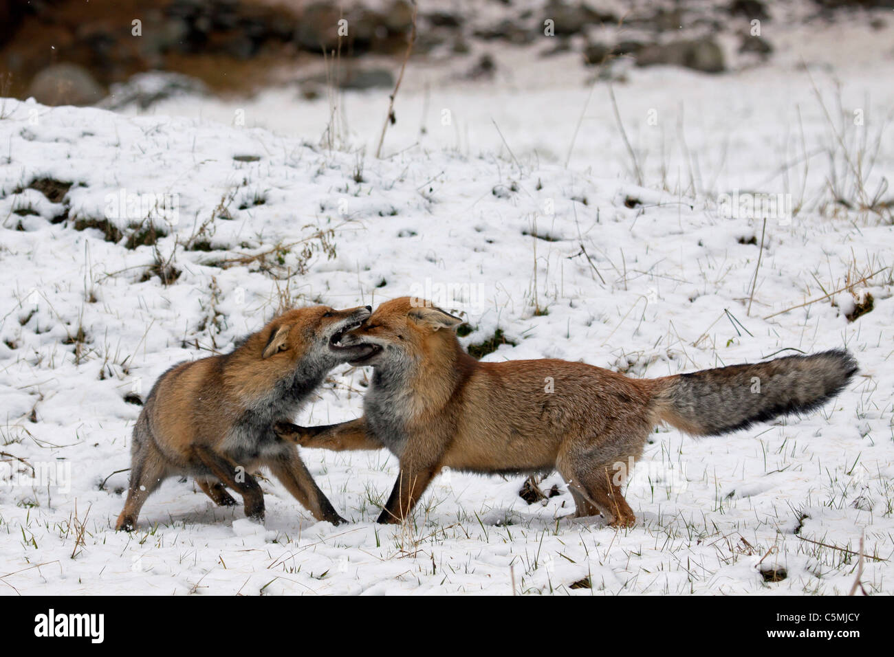 Red Fox (Vulpes vulpes). Two adults fighting in winter. Germany Stock ...