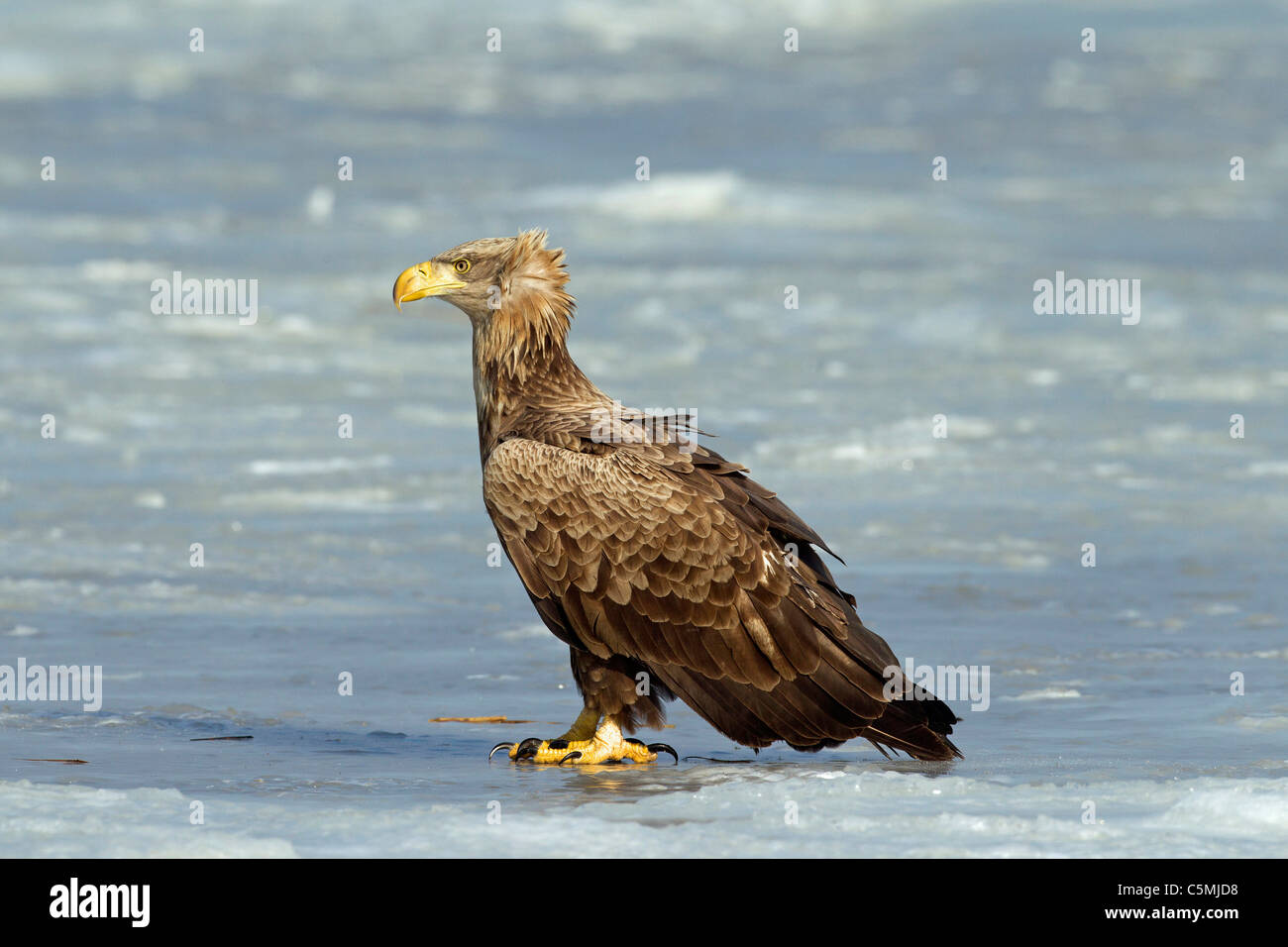 Ice eagle hi-res stock photography and images - Alamy