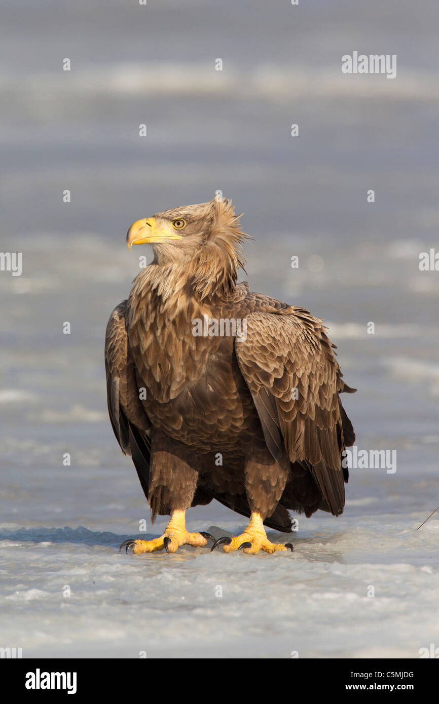 Ice eagle hi-res stock photography and images - Alamy