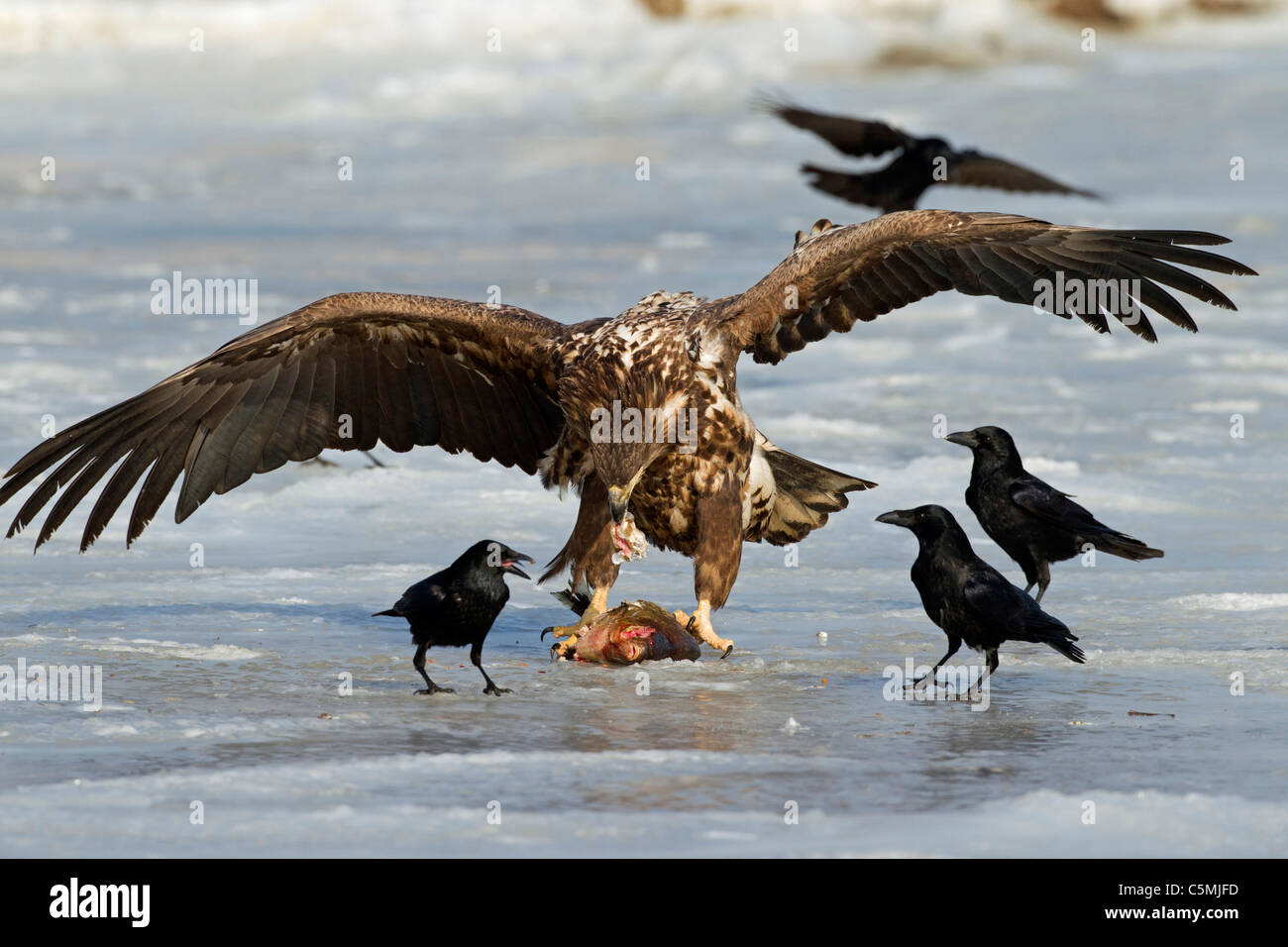 Fish eating bird of prey hi-res stock photography and images - Alamy