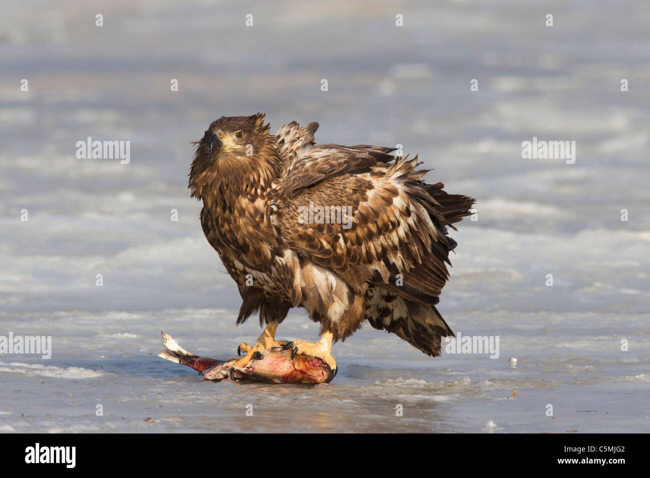 Eagle eating prey hi-res stock photography and images - Alamy