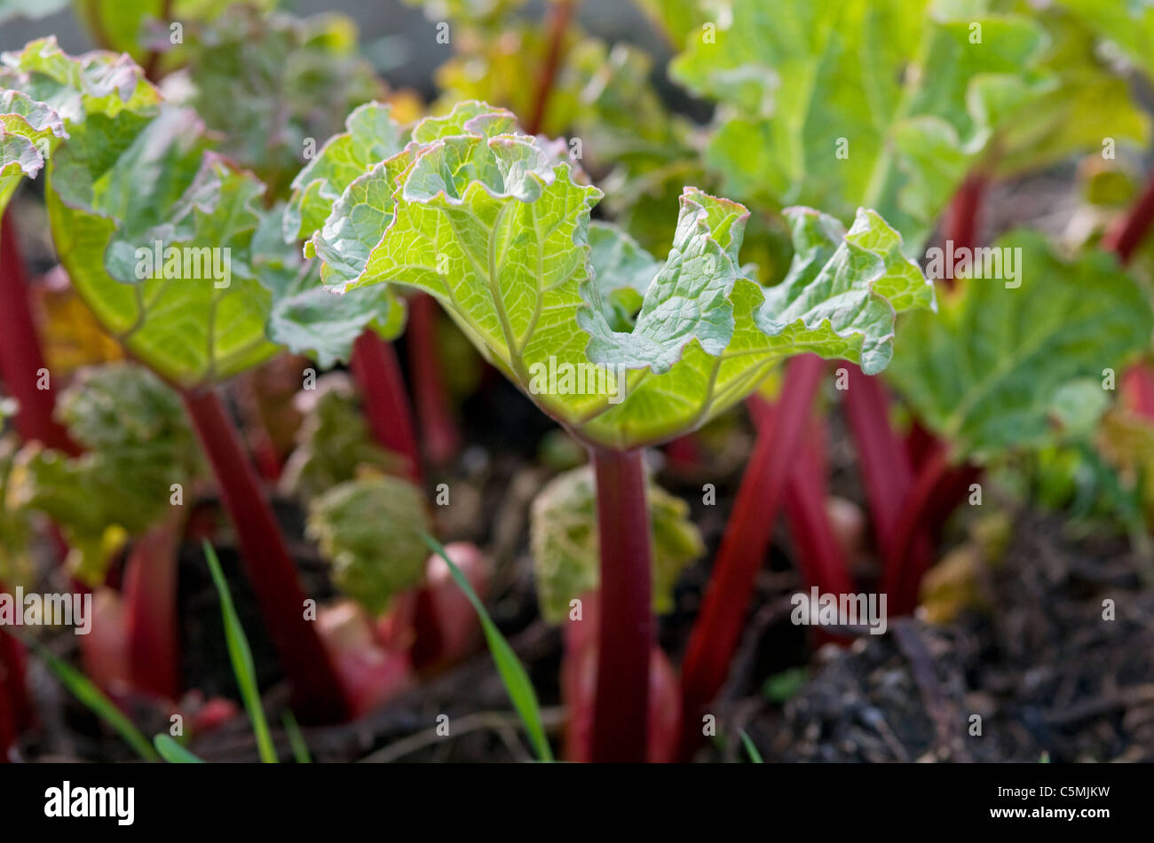 Spring in england garden hi-res stock photography and images - Alamy