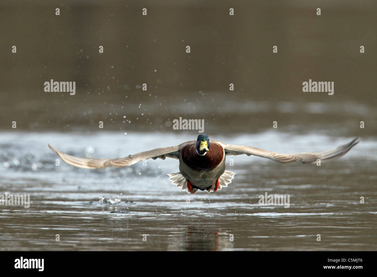 Moving duck hi-res stock photography and images - Alamy