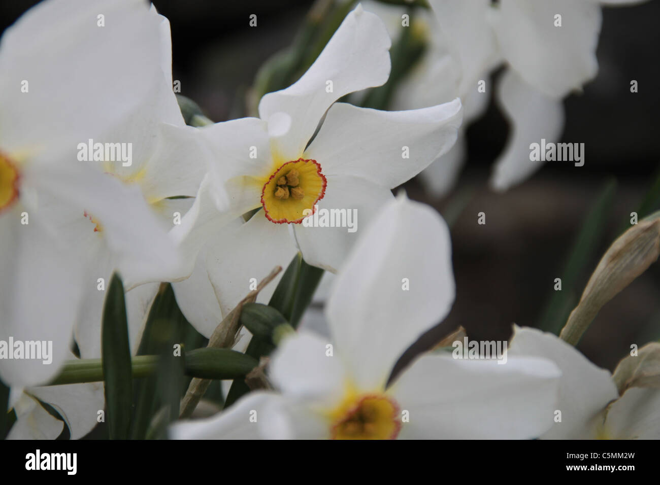 Edinburgh flowers hi-res stock photography and images - Alamy