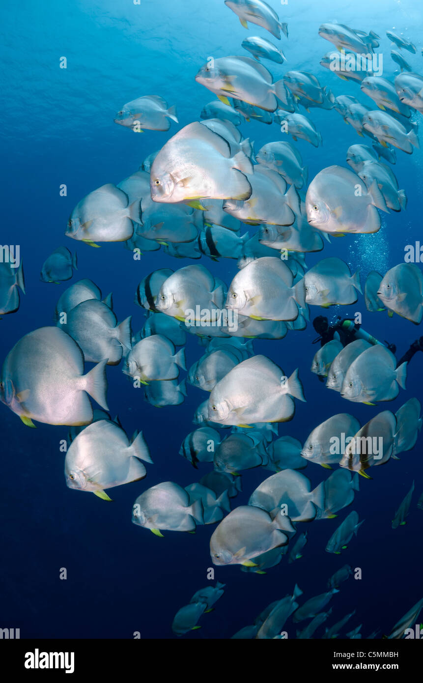 Mating batfish schooling around Ras Mohammed, Egypt, Red Sea Stock ...