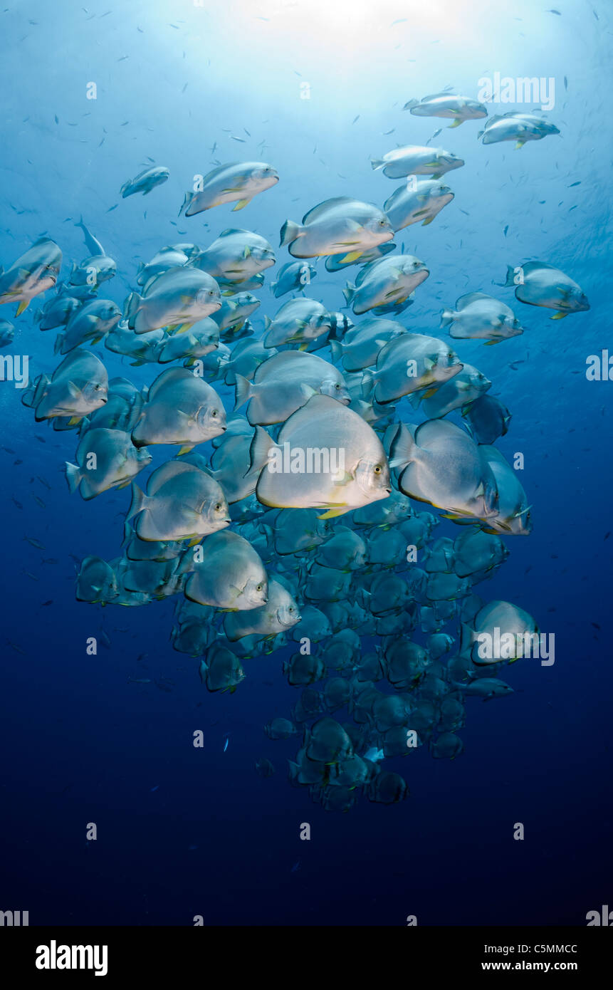 Mating batfish schooling around Ras Mohammed, Egypt, Red Sea Stock ...