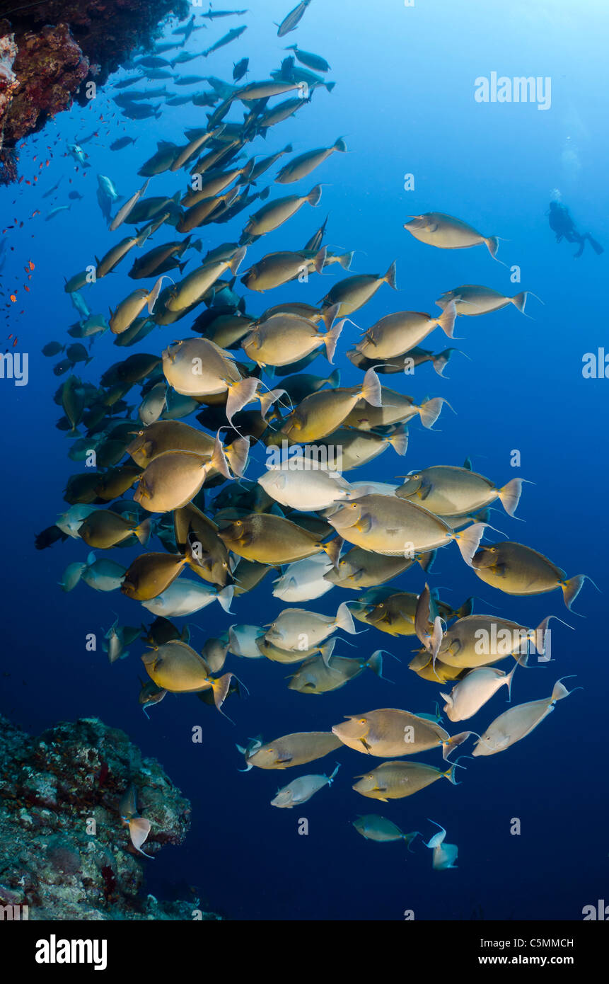 Unicorn fish schooling around Ras Mohammed in annual mating season ...
