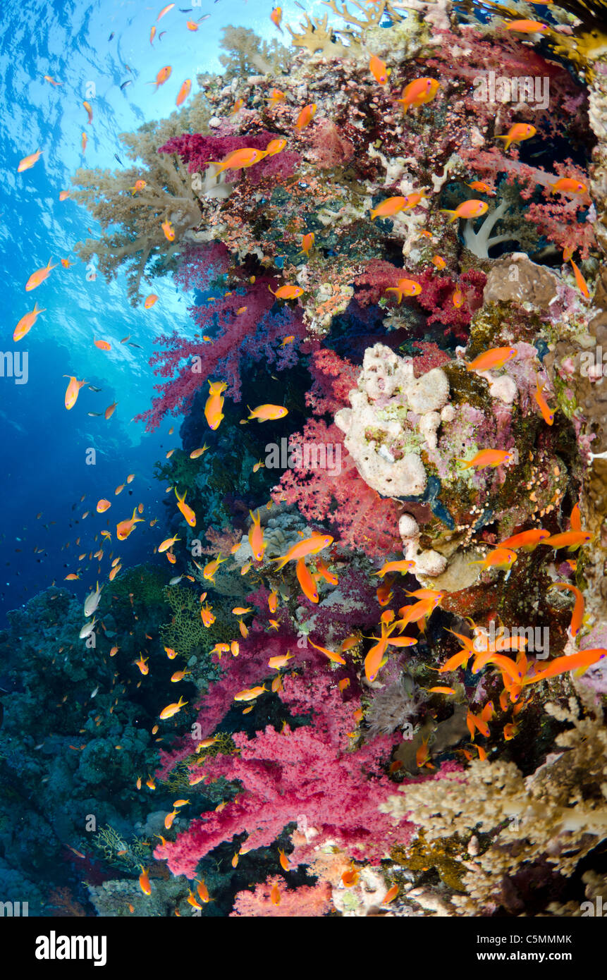 Typical Red Sea coral reef, Straits of Tiran, Red Sea, Egypt Stock ...