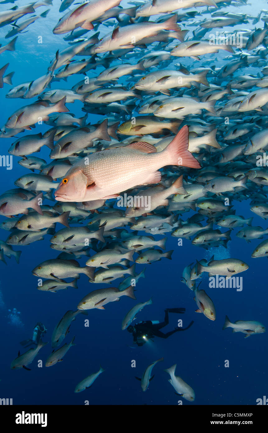 Red Snapper Fish Swimming Stock Photos & Red Snapper Fish Swimming ...