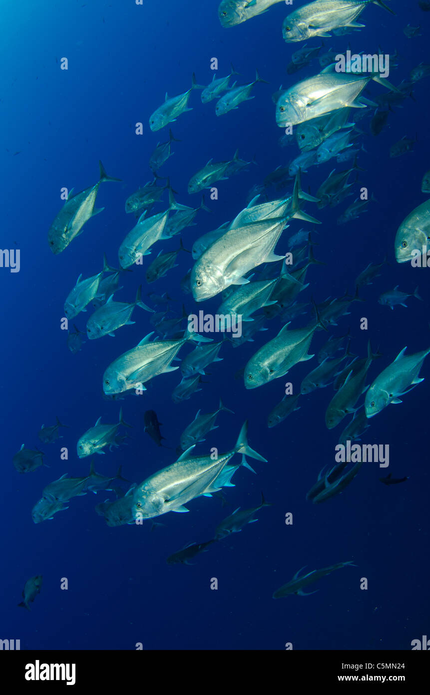 Schooling giant trevally or jackfish, Ras Mohammed, Red Sea, Egypt ...