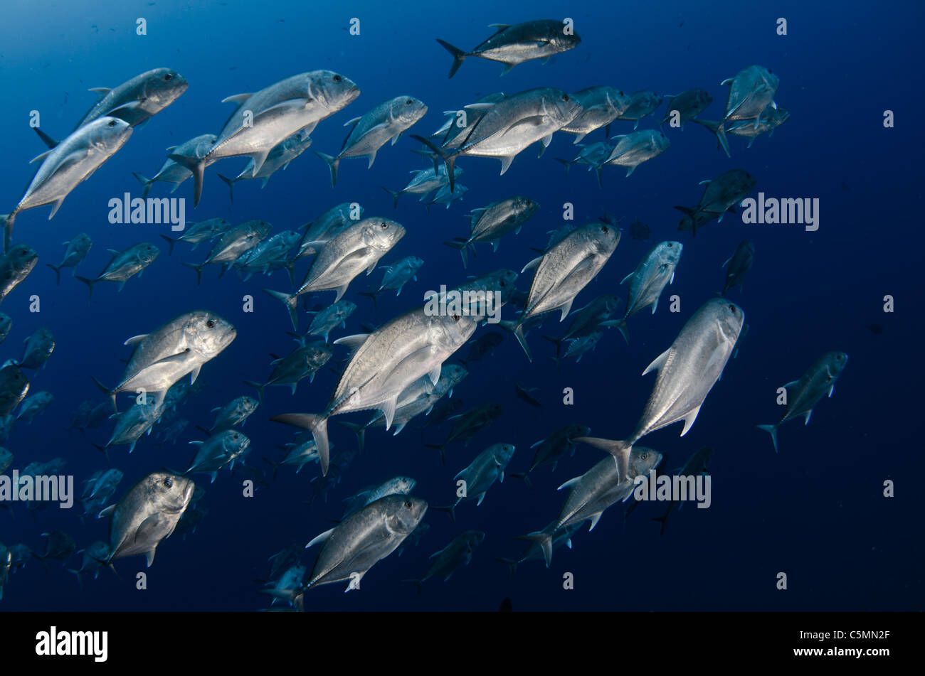 Giant trevally fish hi-res stock photography and images - Alamy