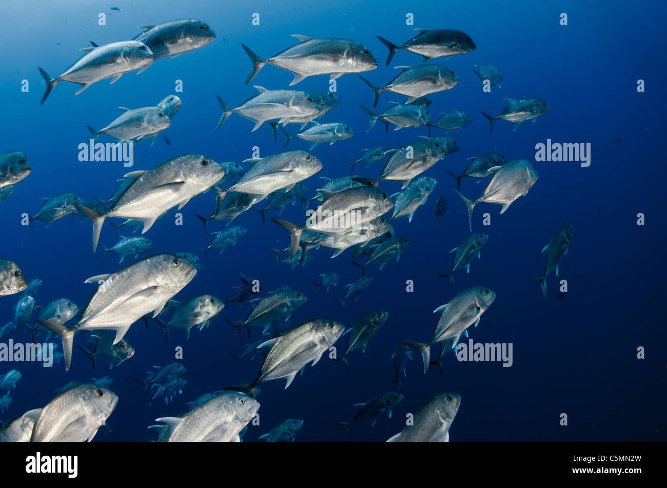 Giant trevally fish hi-res stock photography and images - Alamy