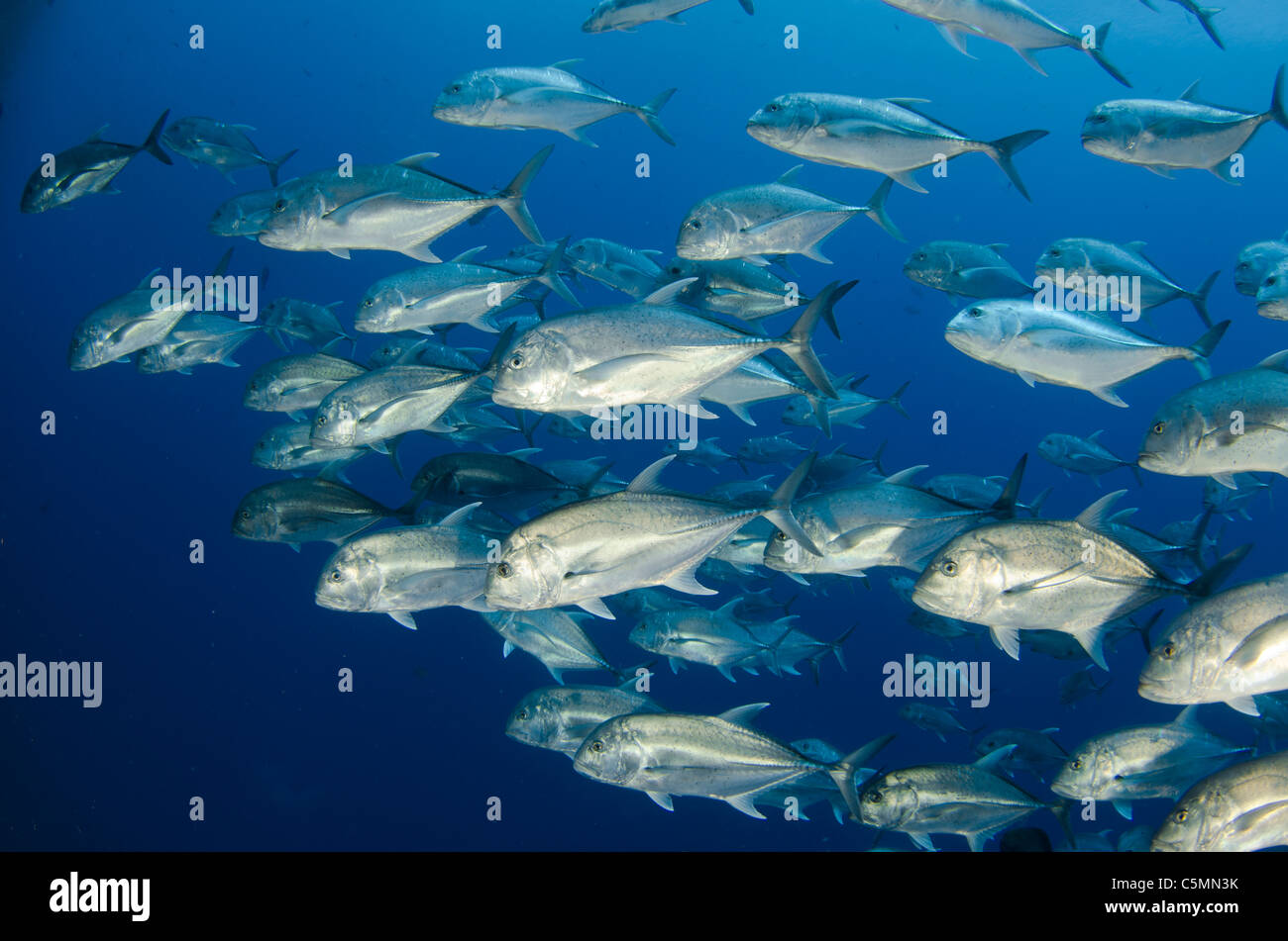 Giant trevally fish hi-res stock photography and images - Alamy