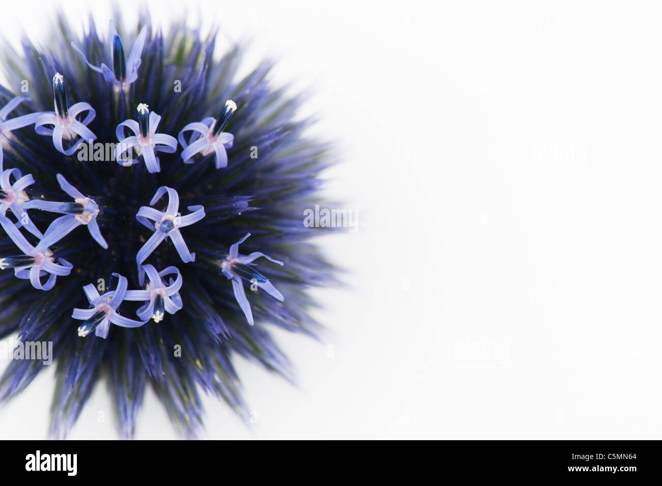 Echinops ritro veitchs. Globe thistle flower head against a white ...