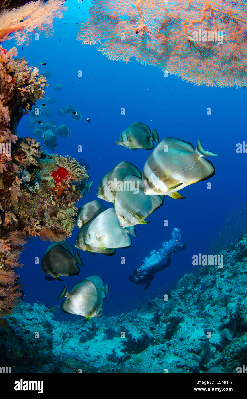 Mating batfish schooling around Ras Mohammed, Egypt, Red Sea Stock ...