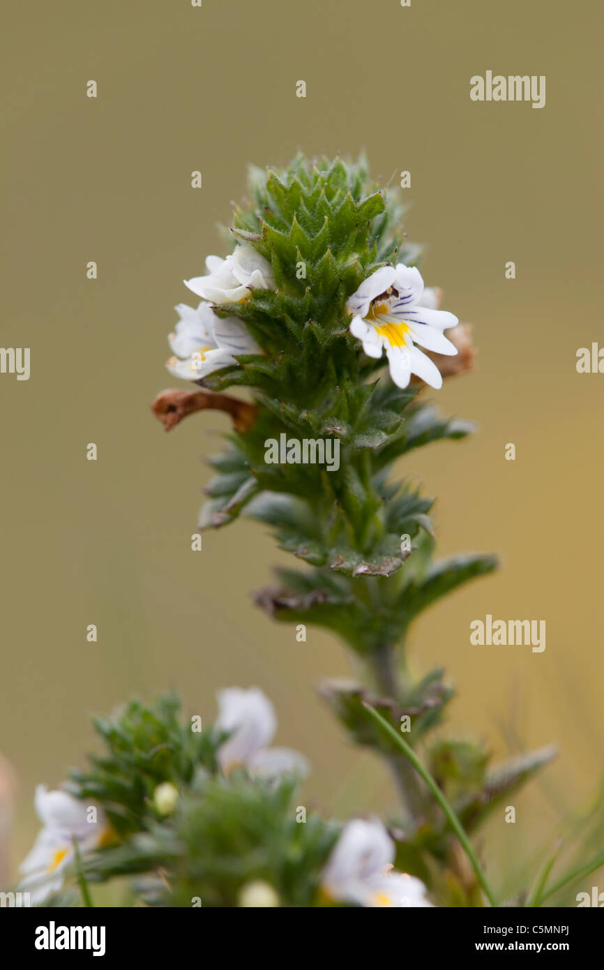 Eyebright; Euphrasia officinalis; Cornwall Stock Photo - Alamy