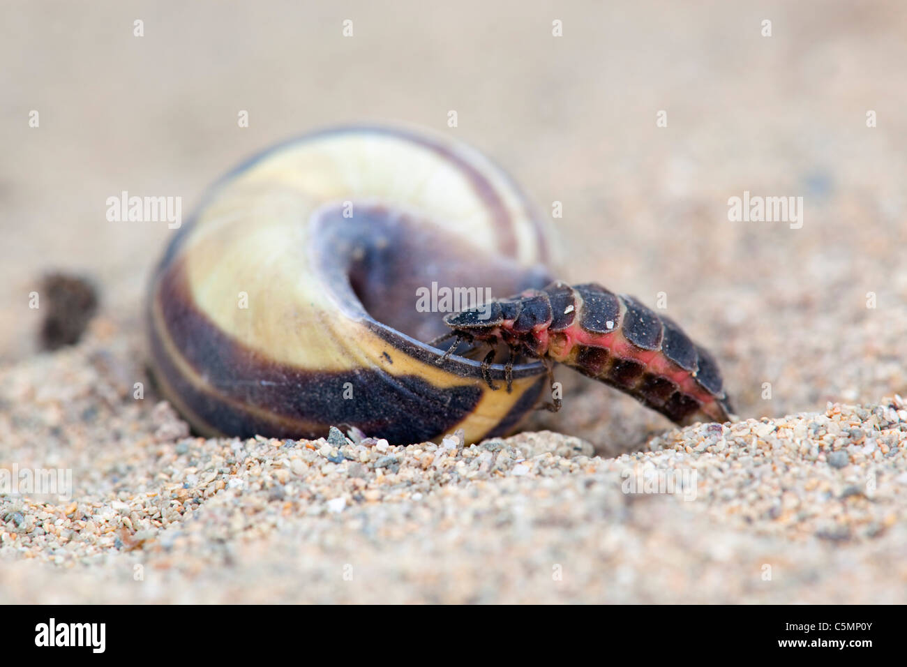 Glow worm beetle hi-res stock photography and images - Alamy