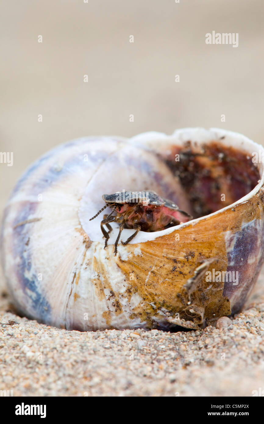 Glow Worm; Lampyris noctiluca; female; snail shell; Cornwall Stock ...