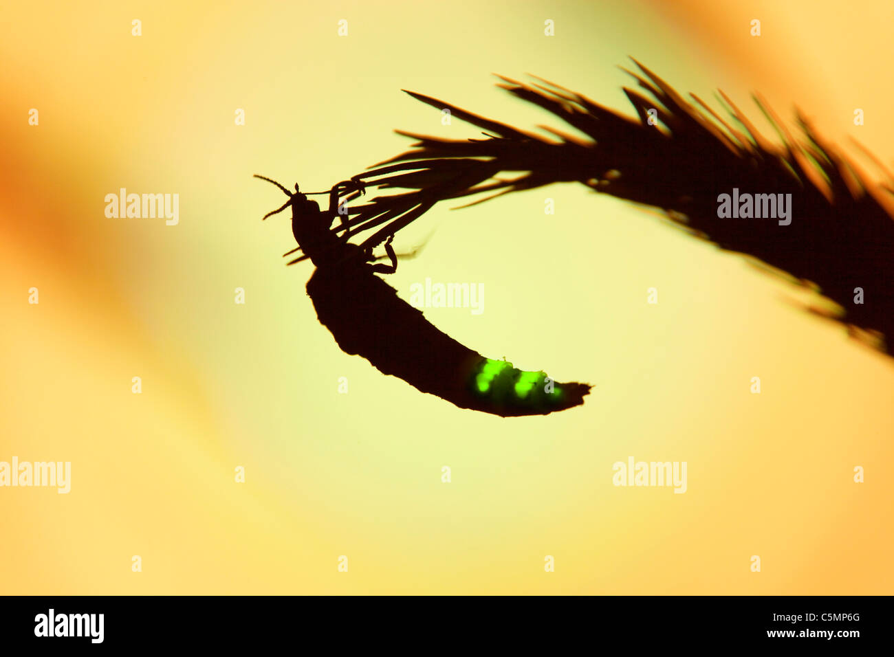 Glow Worm; Lampyris noctiluca; female glowing at night; Cornwall Stock ...