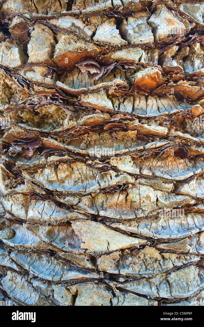 Texture of a palm tree, just a part of it Stock Photo - Alamy