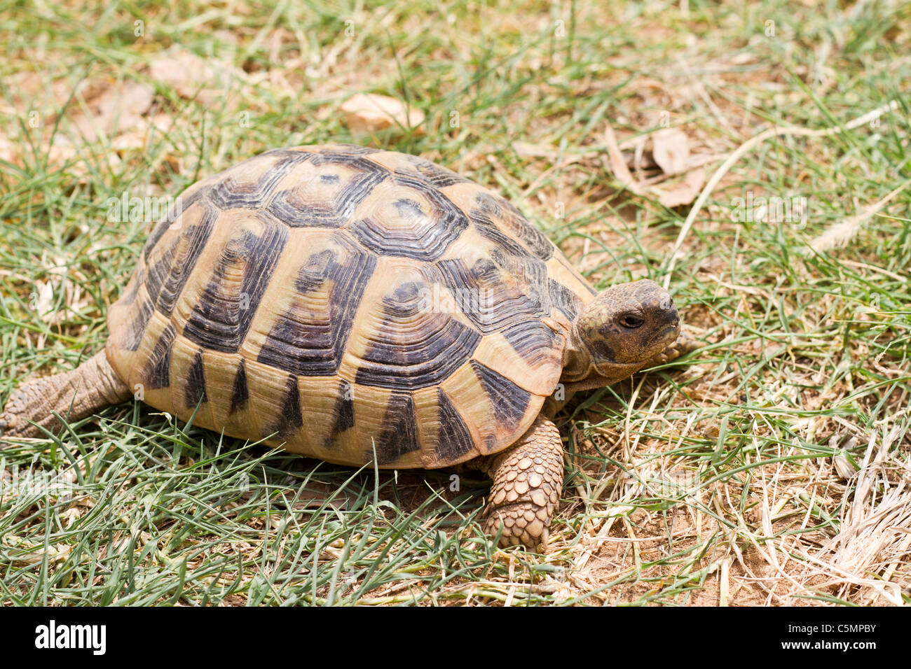 turtle in grass Stock Photo - Alamy