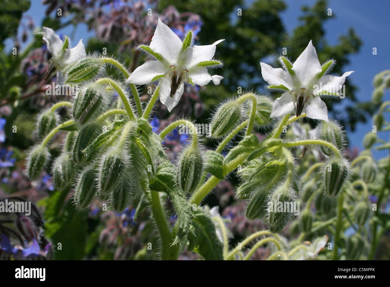 White Borage Borago officinalis alba Stock Photo - Alamy