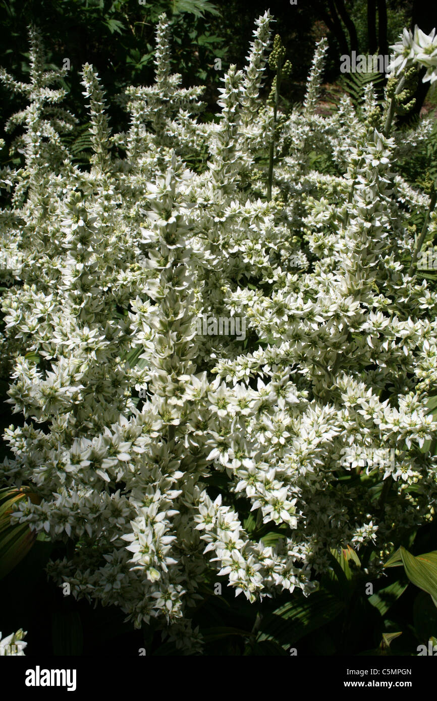 False Helleborine Veratrum album Stock Photo - Alamy