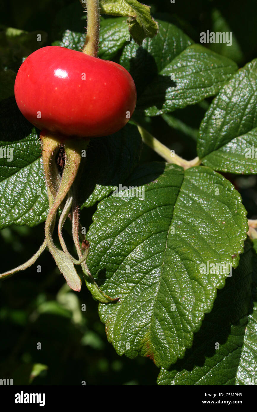 Japanese Rose Rosa rugosa Hips Stock Photo - Alamy