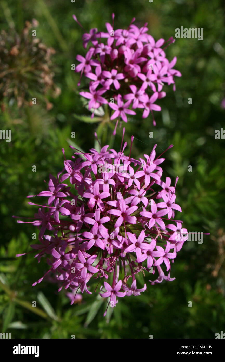 Pink Flowering Allium Flowers Stock Photo - Alamy