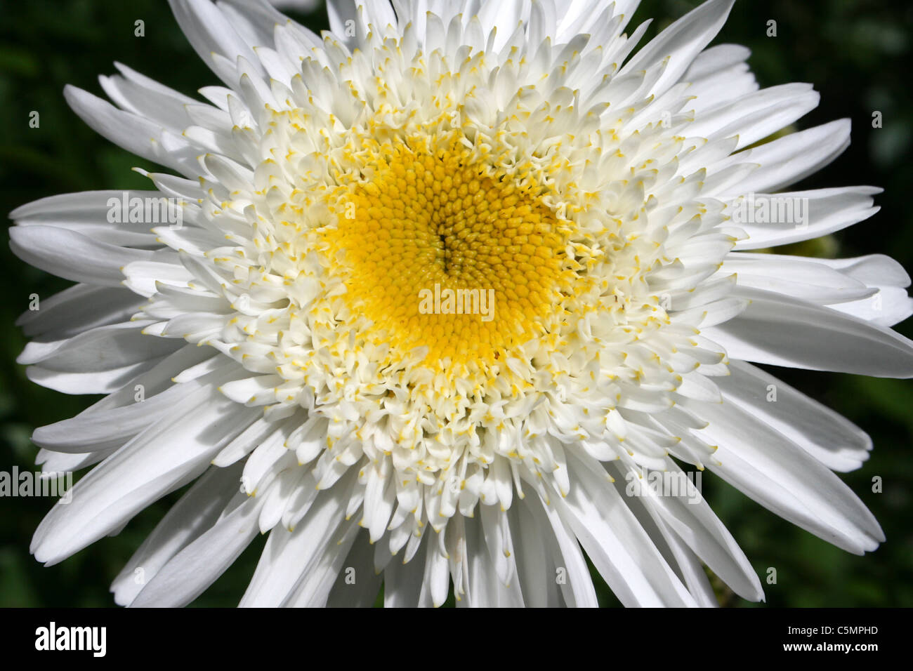 Close-up of White Chrysanthemum Flower Stock Photo - Alamy