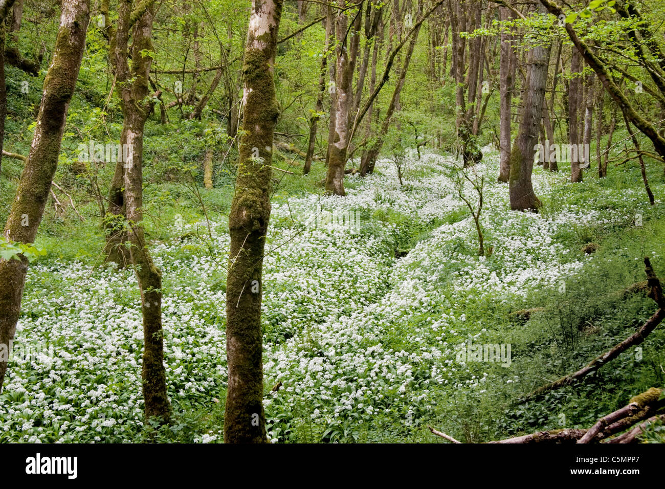 Harridge hi-res stock photography and images - Alamy