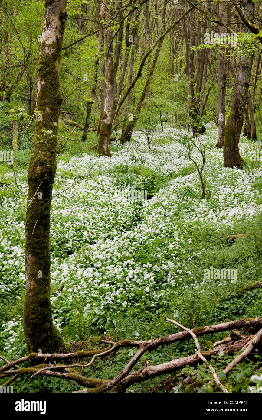 Harridge hi-res stock photography and images - Alamy