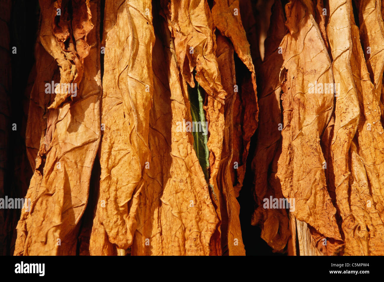 Air curing hi-res stock photography and images - Alamy