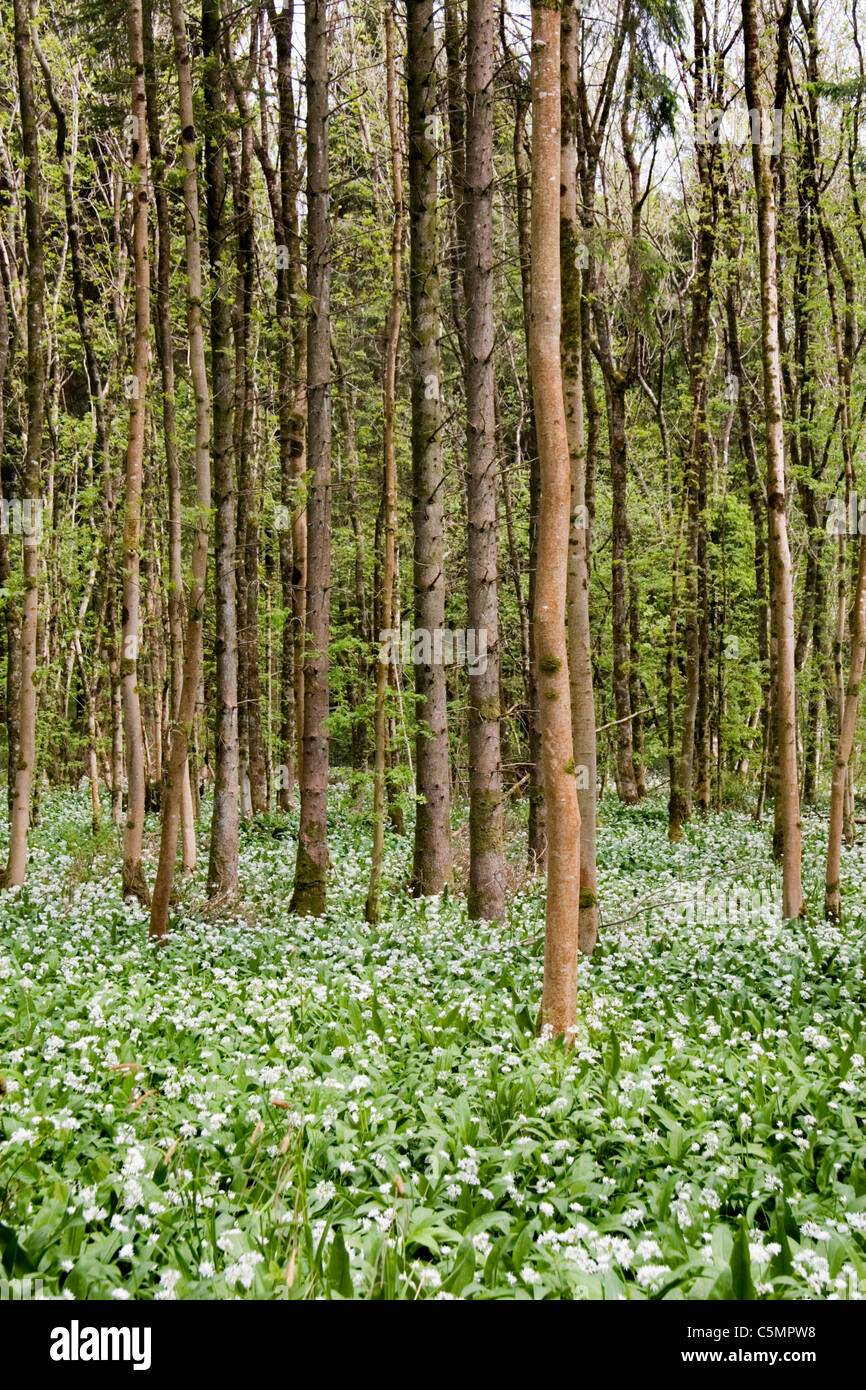 Harridge woods nature reserve hi-res stock photography and images - Alamy