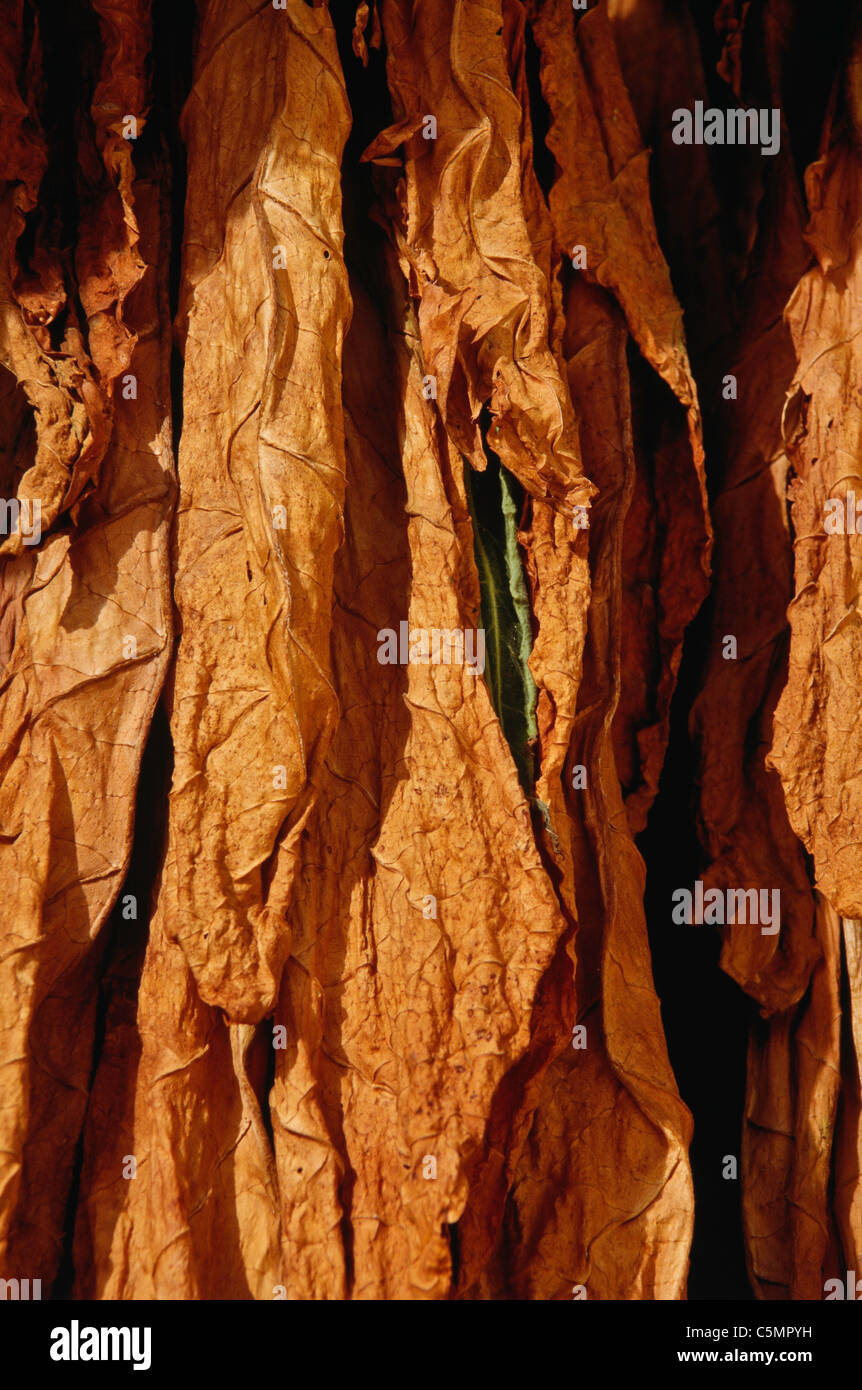 Air curing hi-res stock photography and images - Alamy