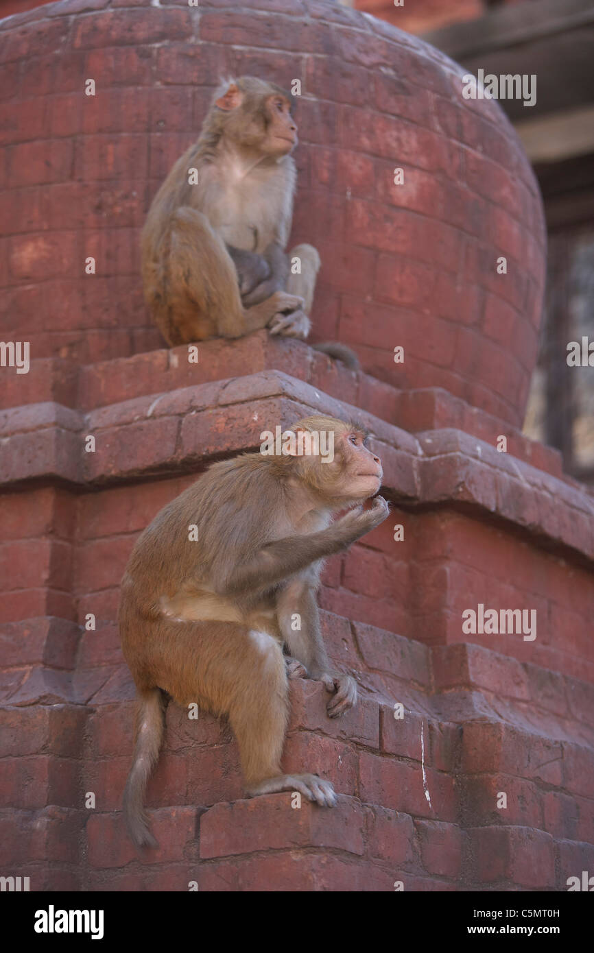Rhesus Macaques, Macaca mulatta, on the Swayambhunath Buddhist temple ...